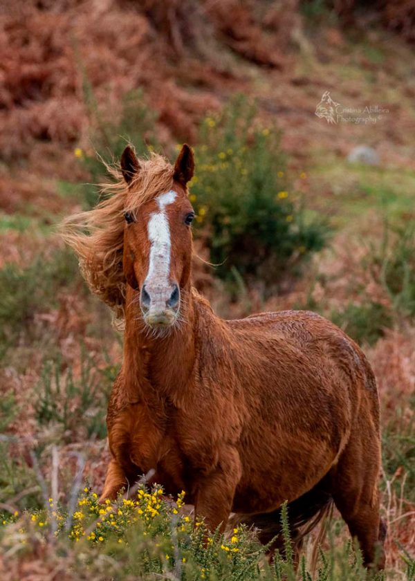 El caballo garrano - Cristina Abilleira - Fotografía de naturaleza